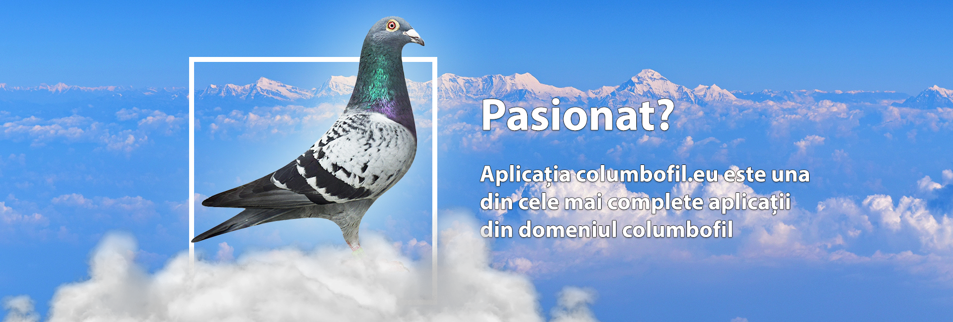 Columbofil.eu : Dincolo de pasiune
